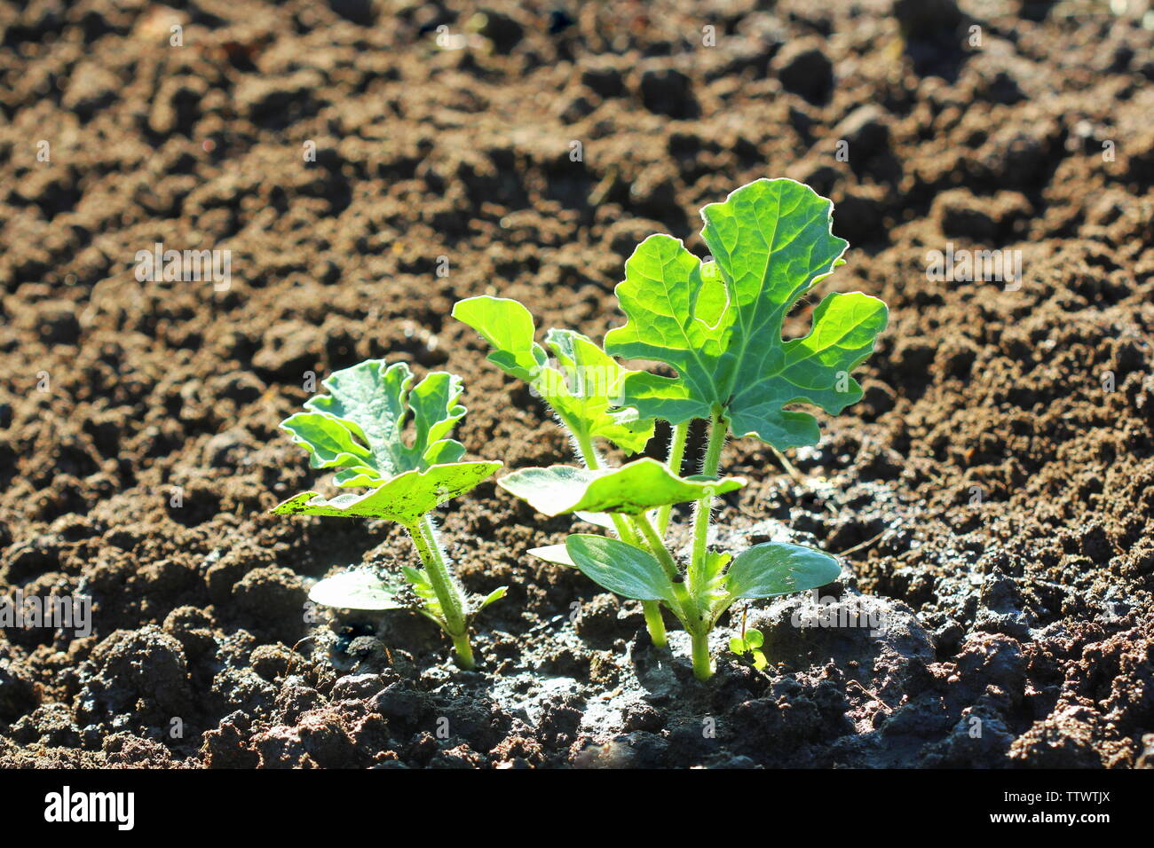 Watermelon seedlings hi-res stock photography and images - Alamy