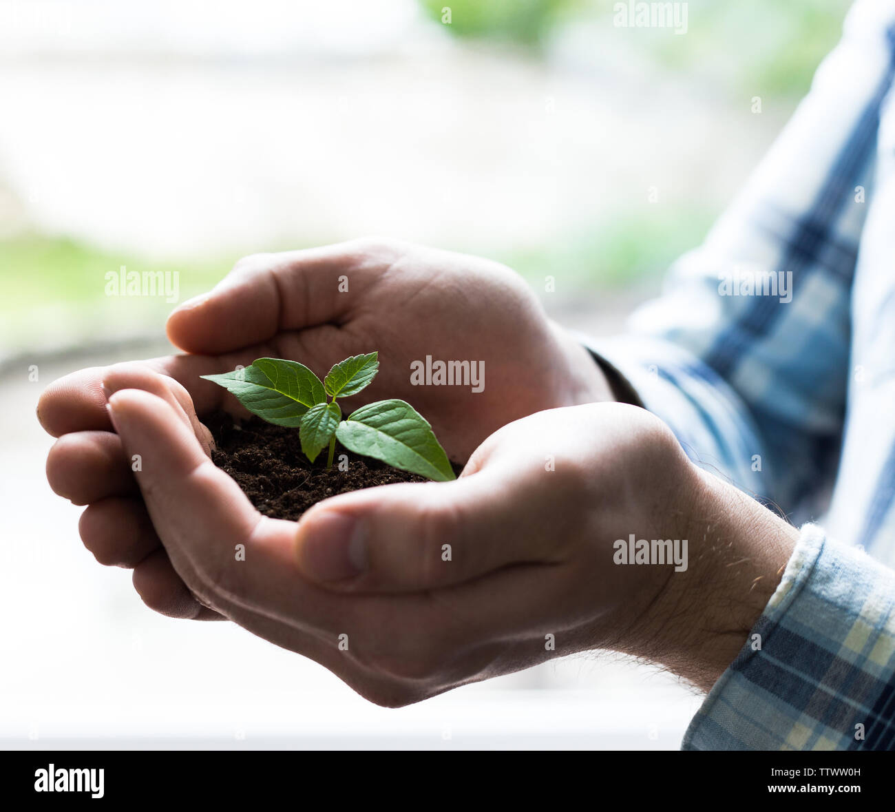 Hands holding sapling in soil surface Stock Photo - Alamy