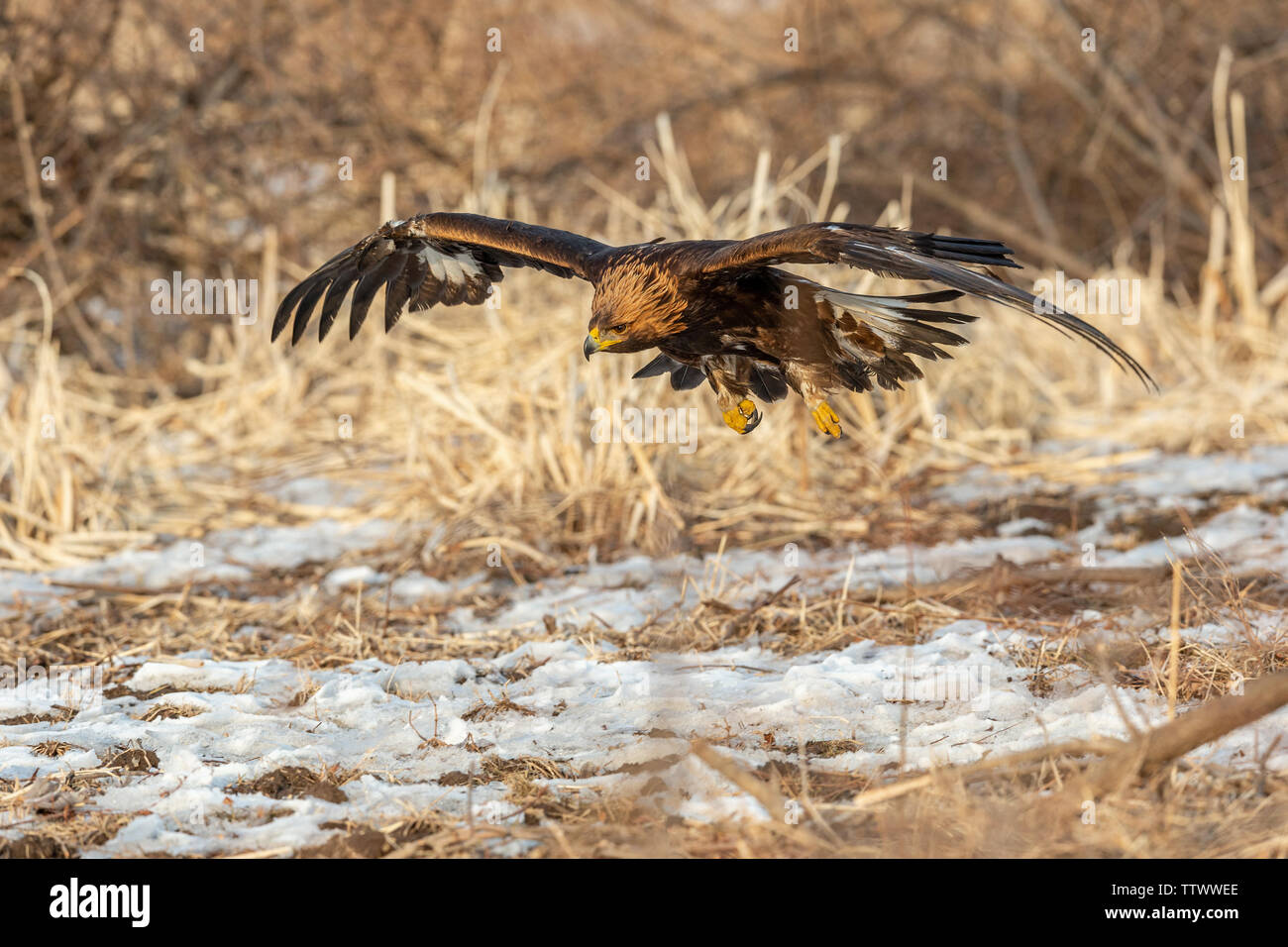 Prairie gold carvings hunt in winter snow Stock Photo - Alamy