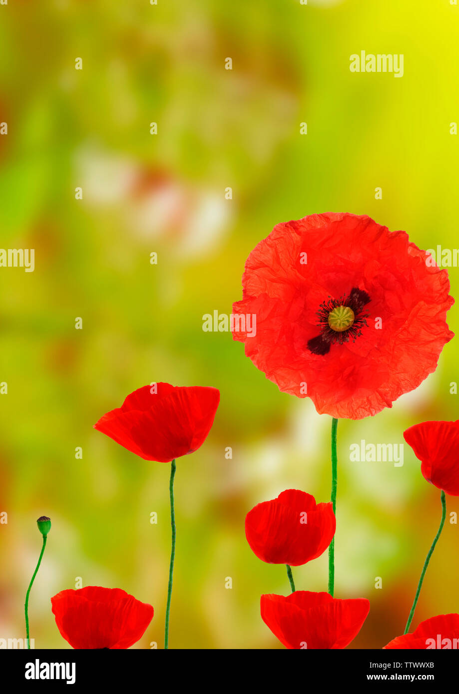 Indian poppy hi-res stock photography and images - Alamy