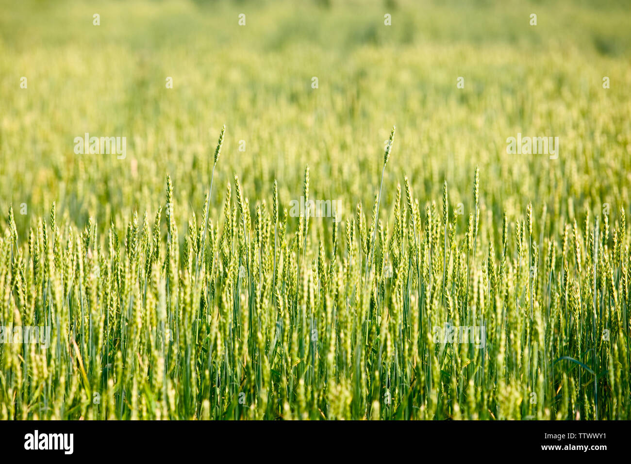 Wheat crop in a field Stock Photo - Alamy