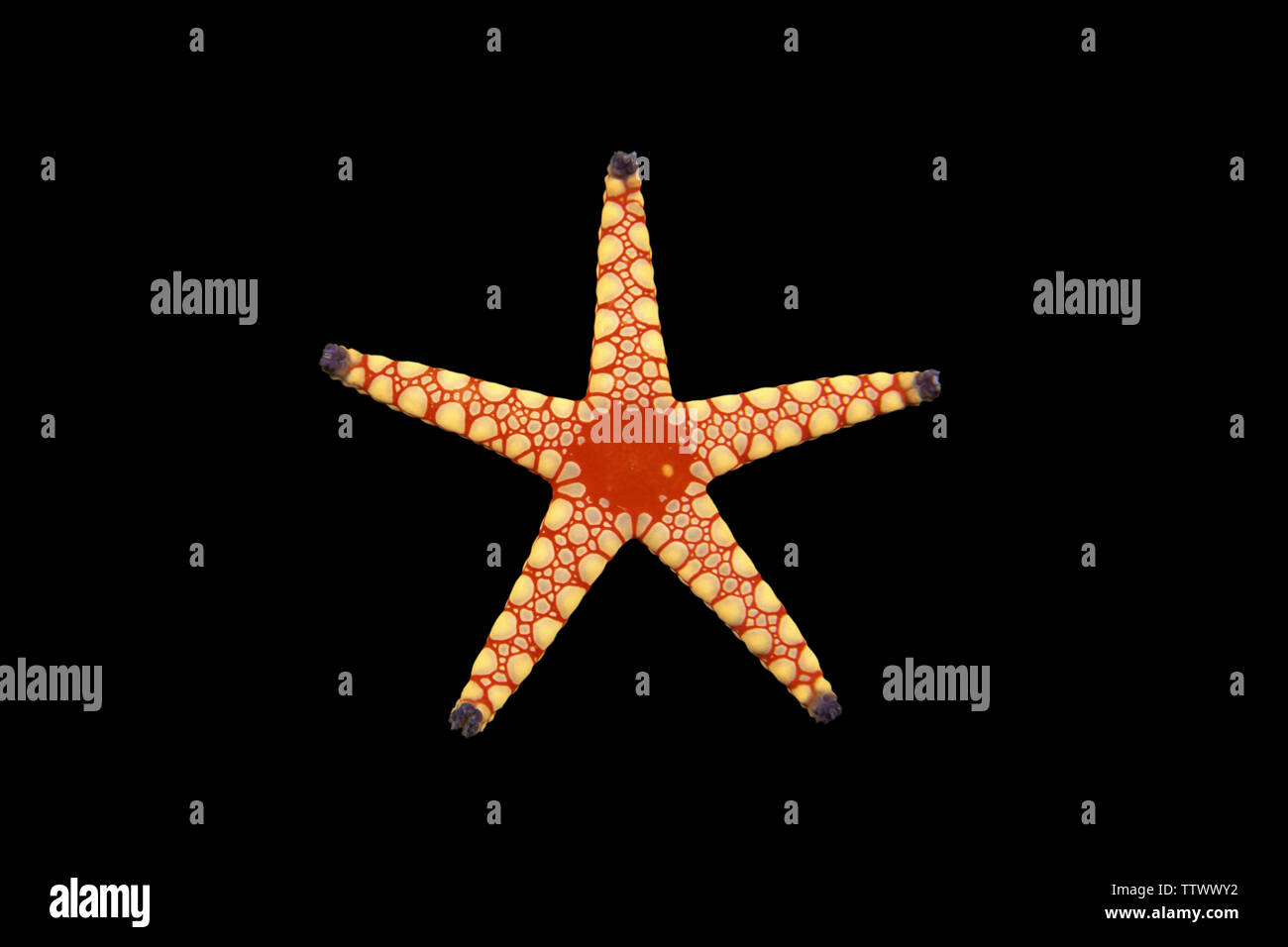 Star fish hi-res stock photography and images - Alamy