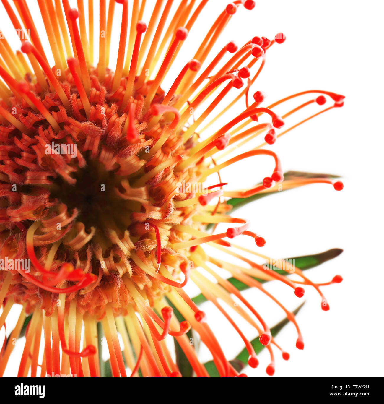 Beautiful Proteus flower on white background Stock Photo - Alamy