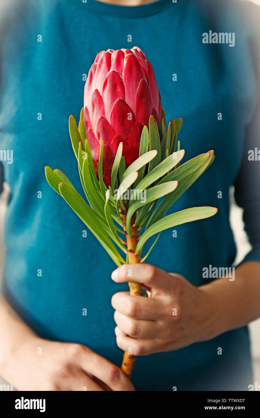 Proteus flower hi-res stock photography and images - Alamy