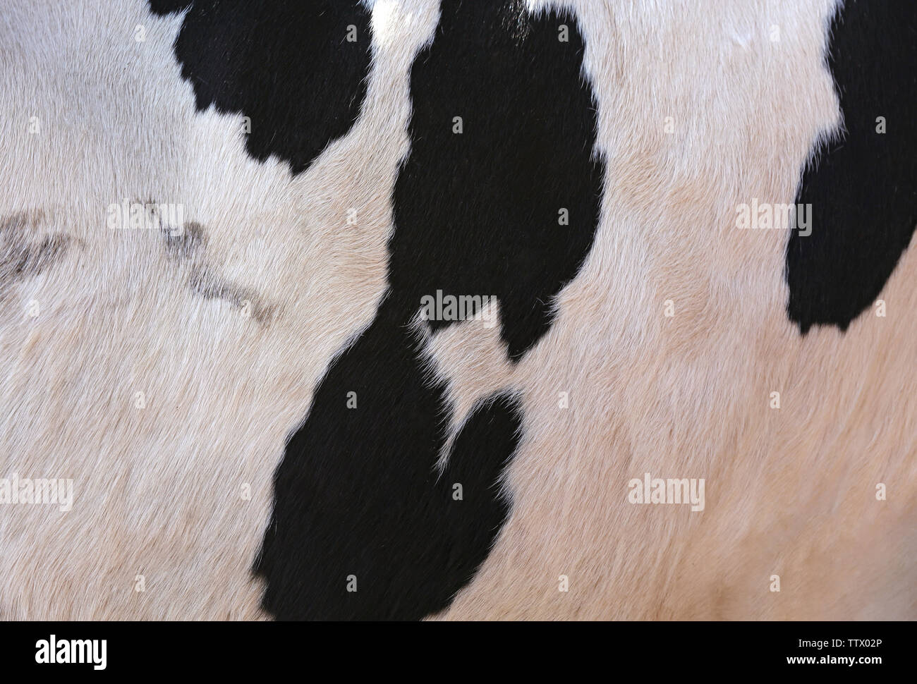 Cow fur, closeup Stock Photo - Alamy
