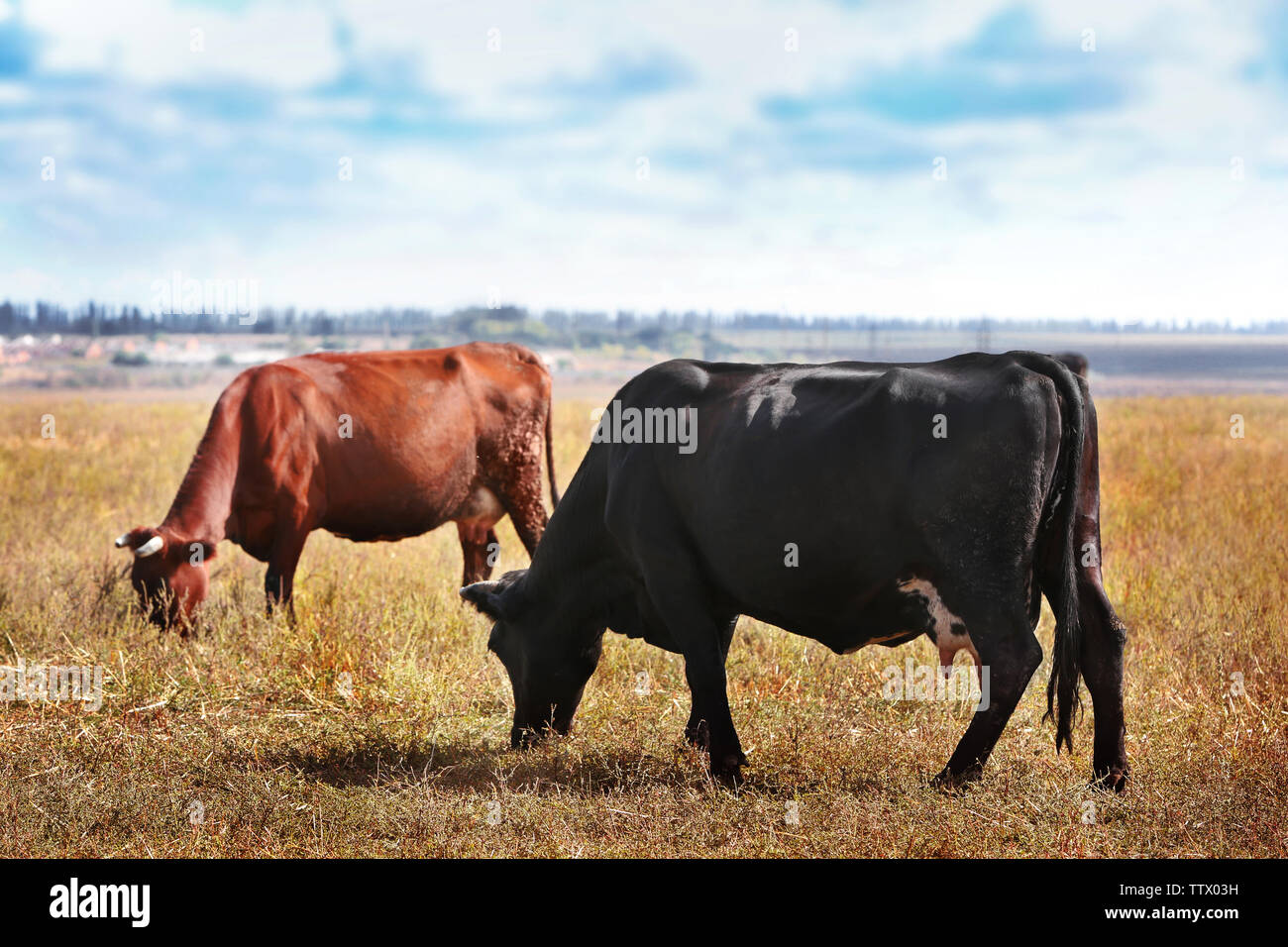 Black cows horns graze hi-res stock photography and images - Alamy