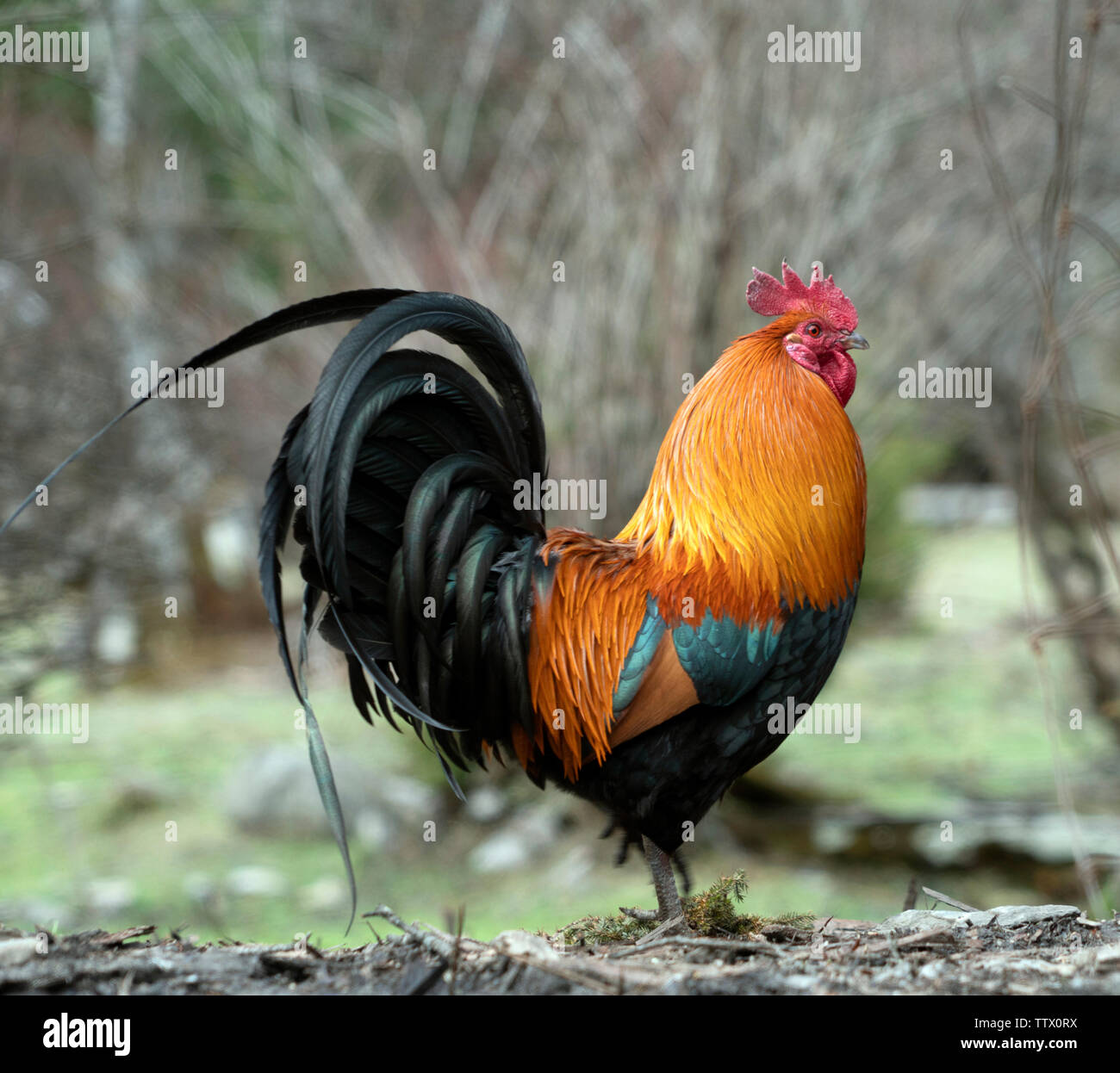 Tibetan native chicken Stock Photo - Alamy
