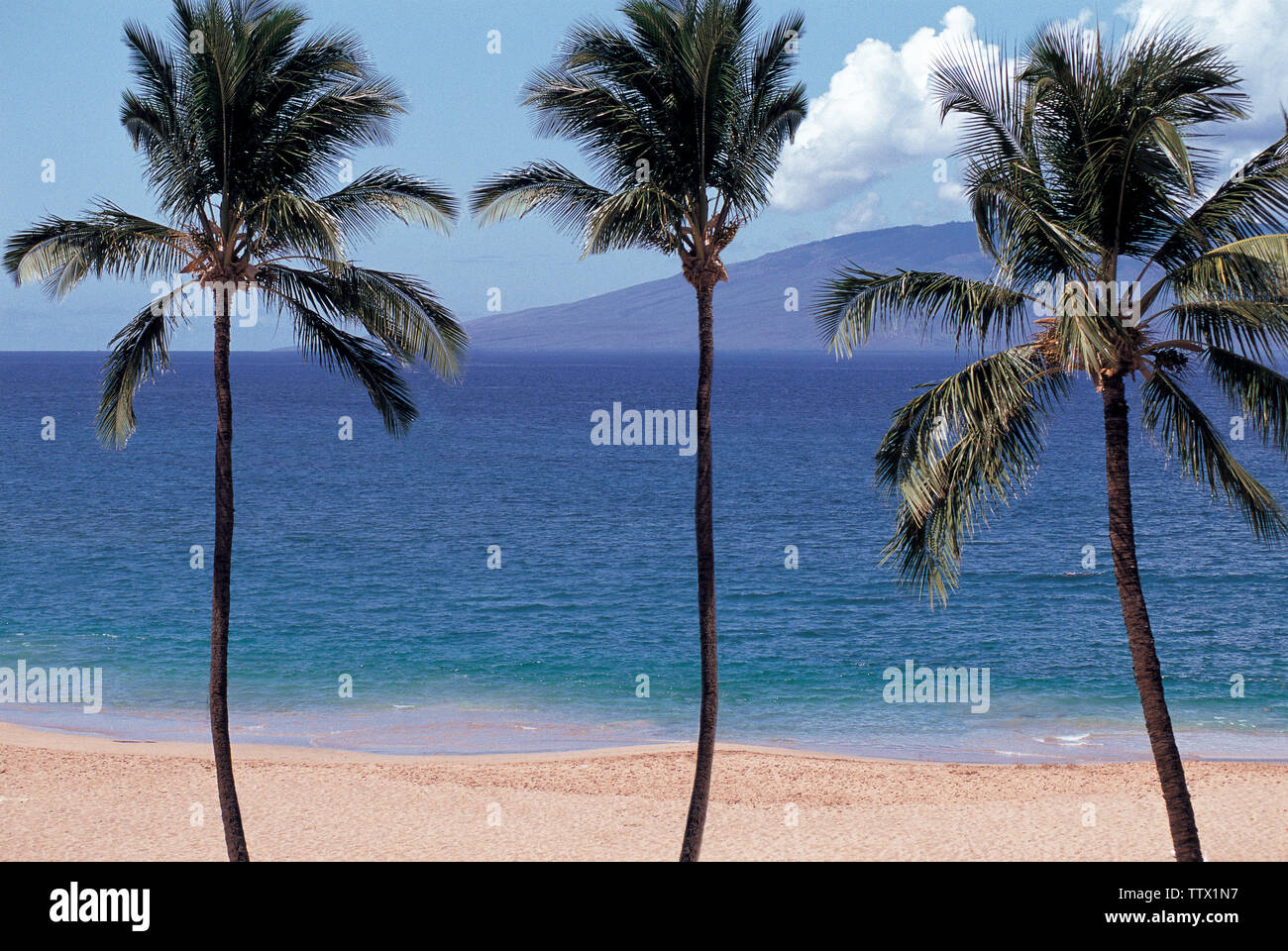 Palm tree on the beach Stock Photo - Alamy