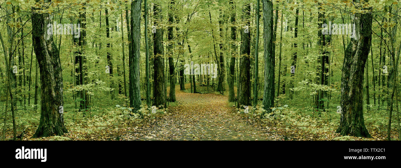 Trees in a forest Stock Photo - Alamy