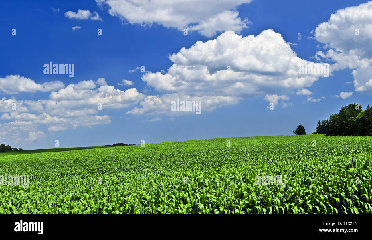 Crop in a field Stock Photo - Alamy