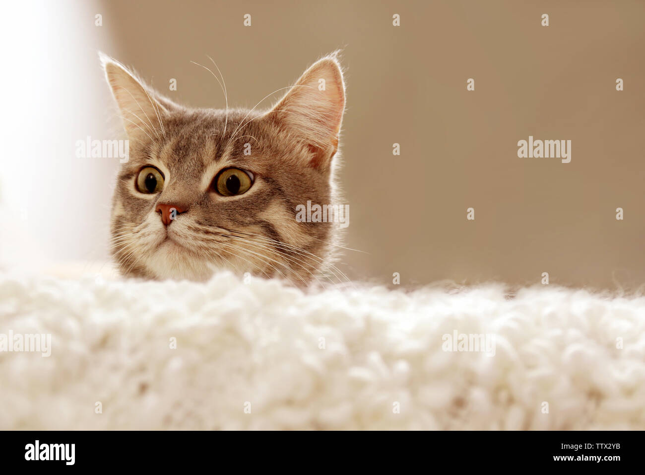 Cute cat on couch Stock Photo - Alamy