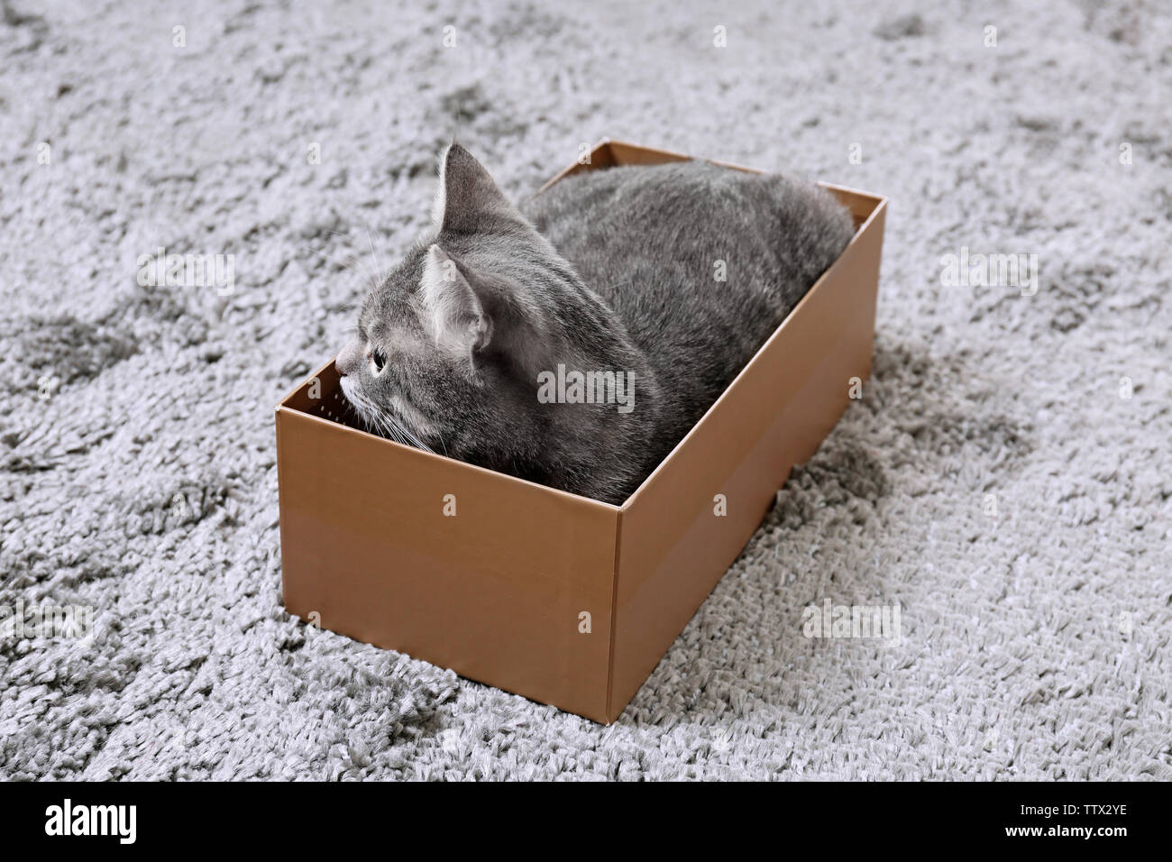 Cute cat in cardboard box Stock Photo - Alamy
