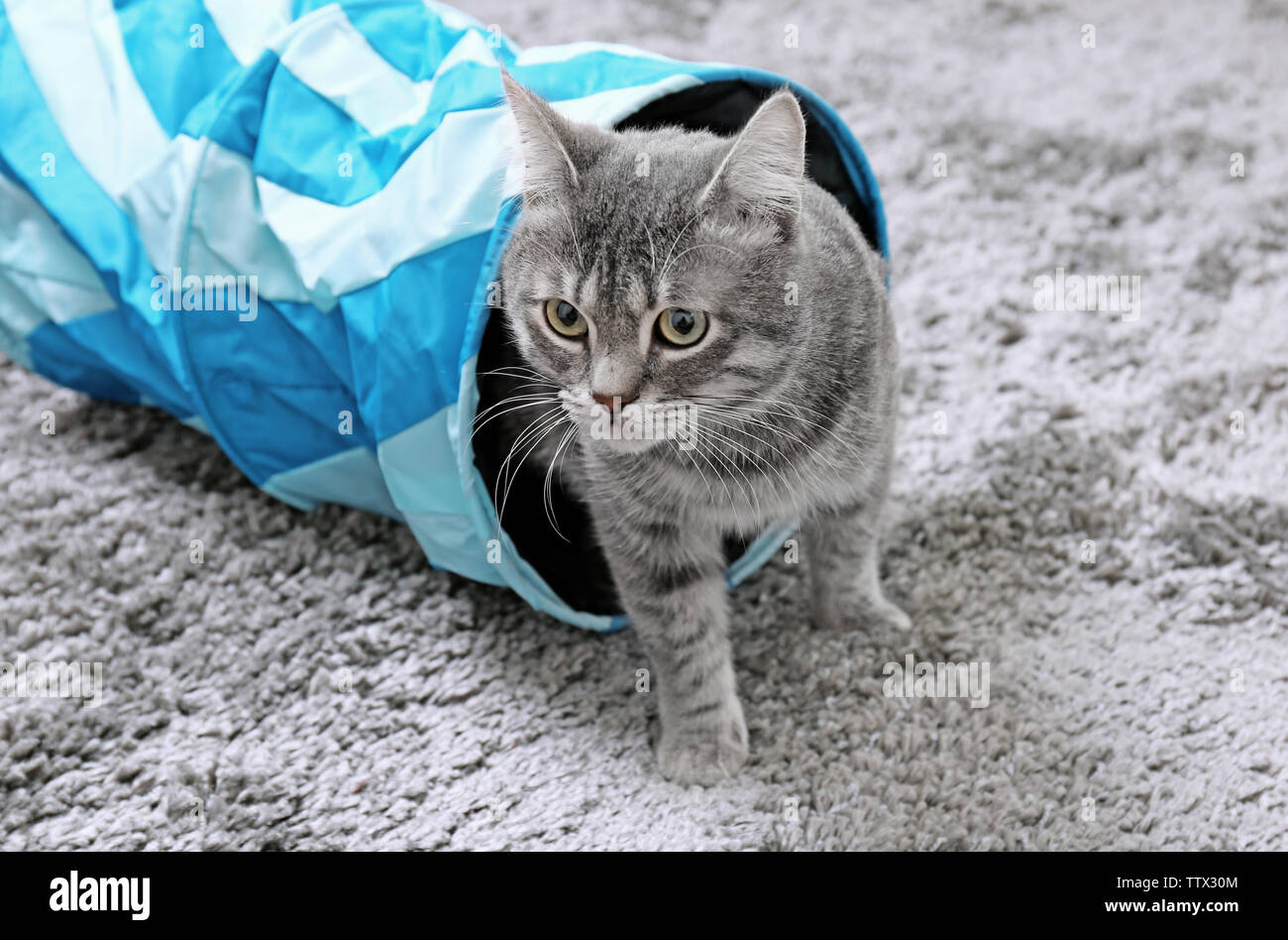 Cute cat playing with game tunnel on carpet at home Stock Photo - Alamy
