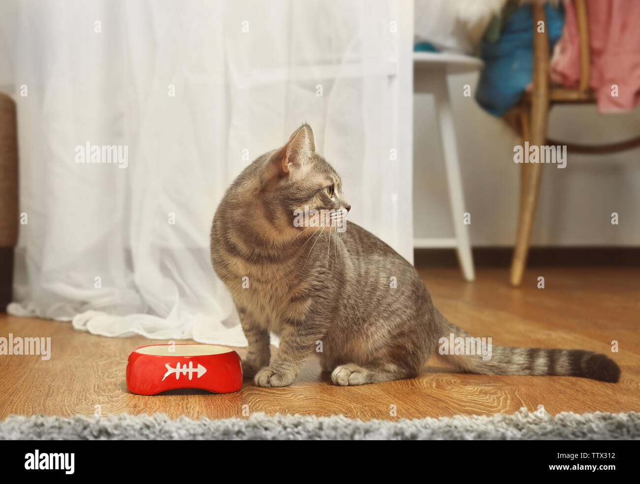 Cute cat eating food at home Stock Photo - Alamy