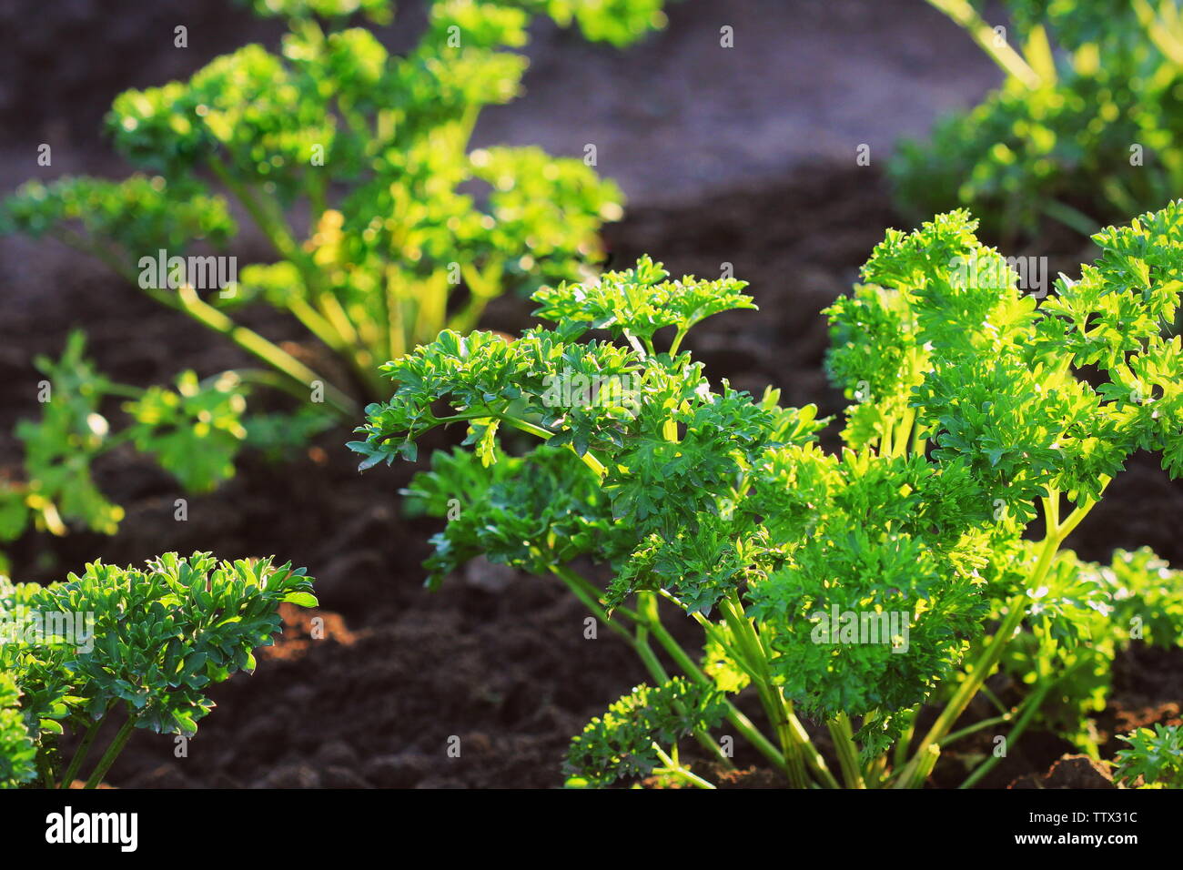 Background from parsley. Fresh growing parsley Stock Photo - Alamy