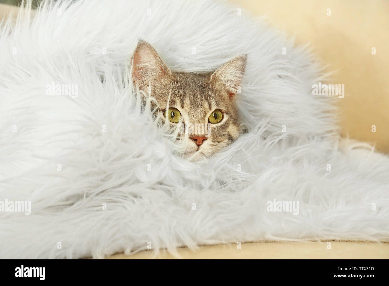Cute cat wrapped in plaid Stock Photo - Alamy