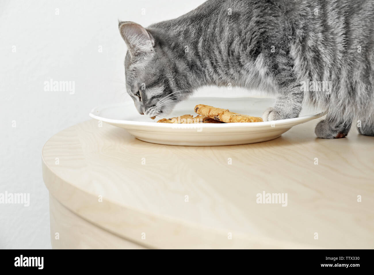 Cute cat eating cookie on table Stock Photo - Alamy