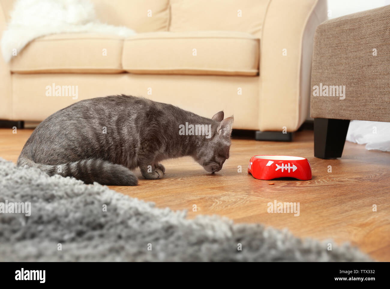 Cute cat eating food at home Stock Photo - Alamy