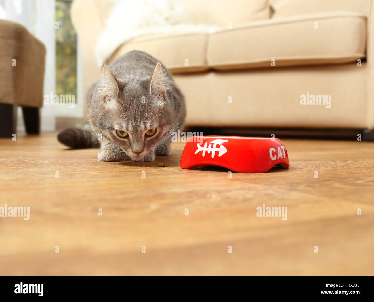 Cute cat eating food at home Stock Photo - Alamy