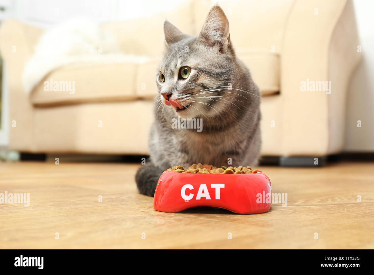 Cute cat eating food at home Stock Photo - Alamy