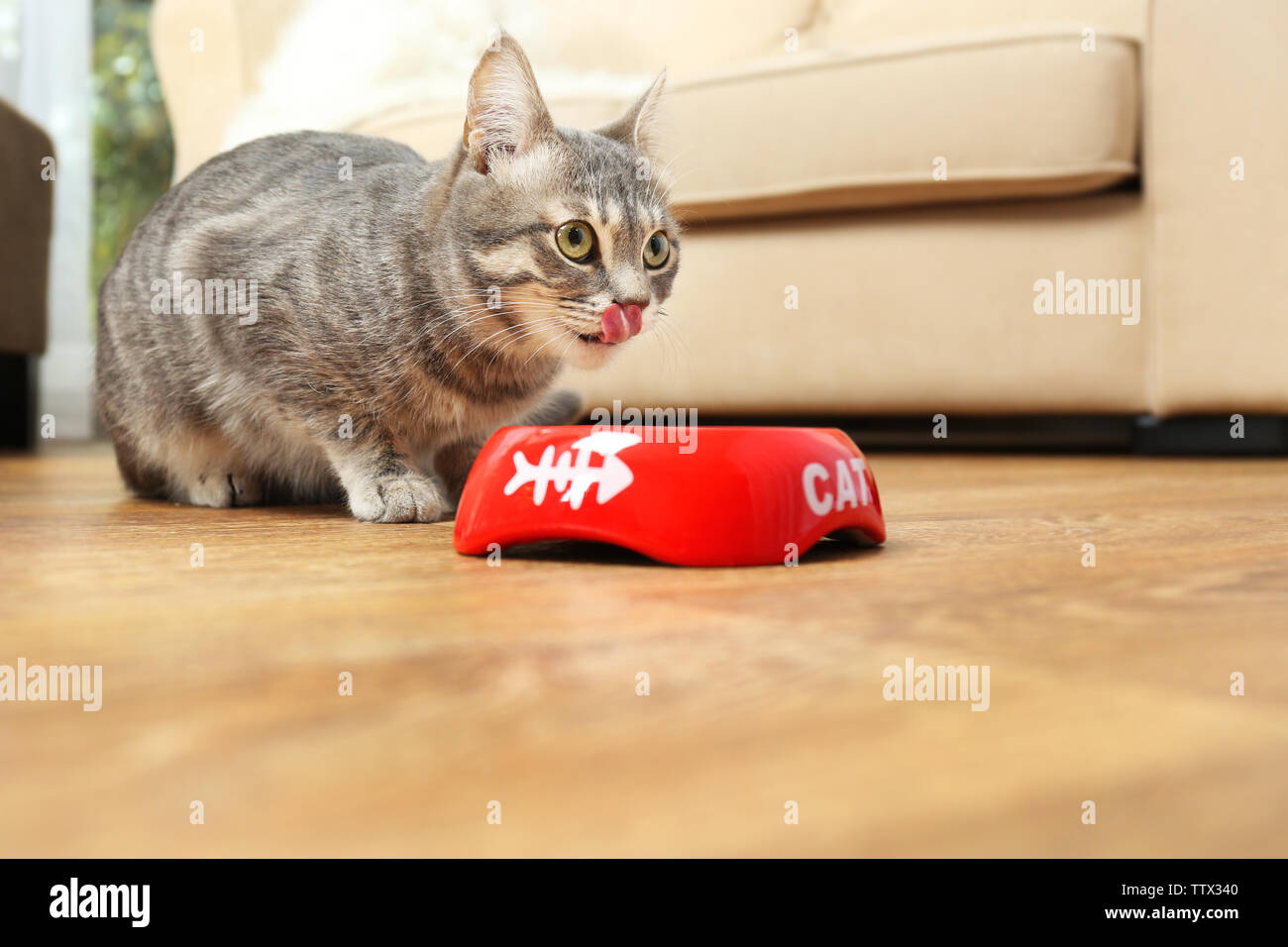 Cute cat eating food at home Stock Photo - Alamy