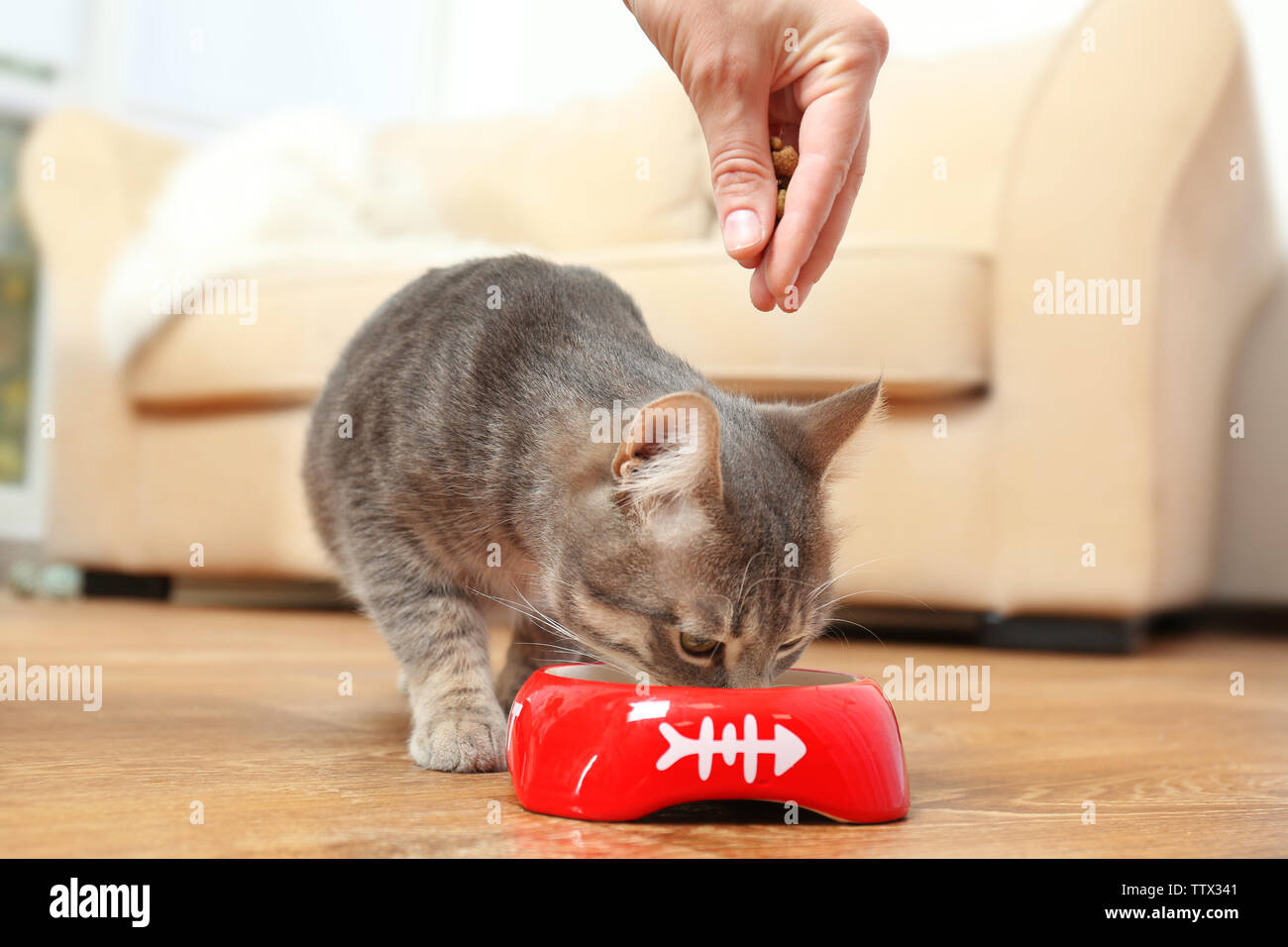 Woman hand feeding cat at home Stock Photo - Alamy