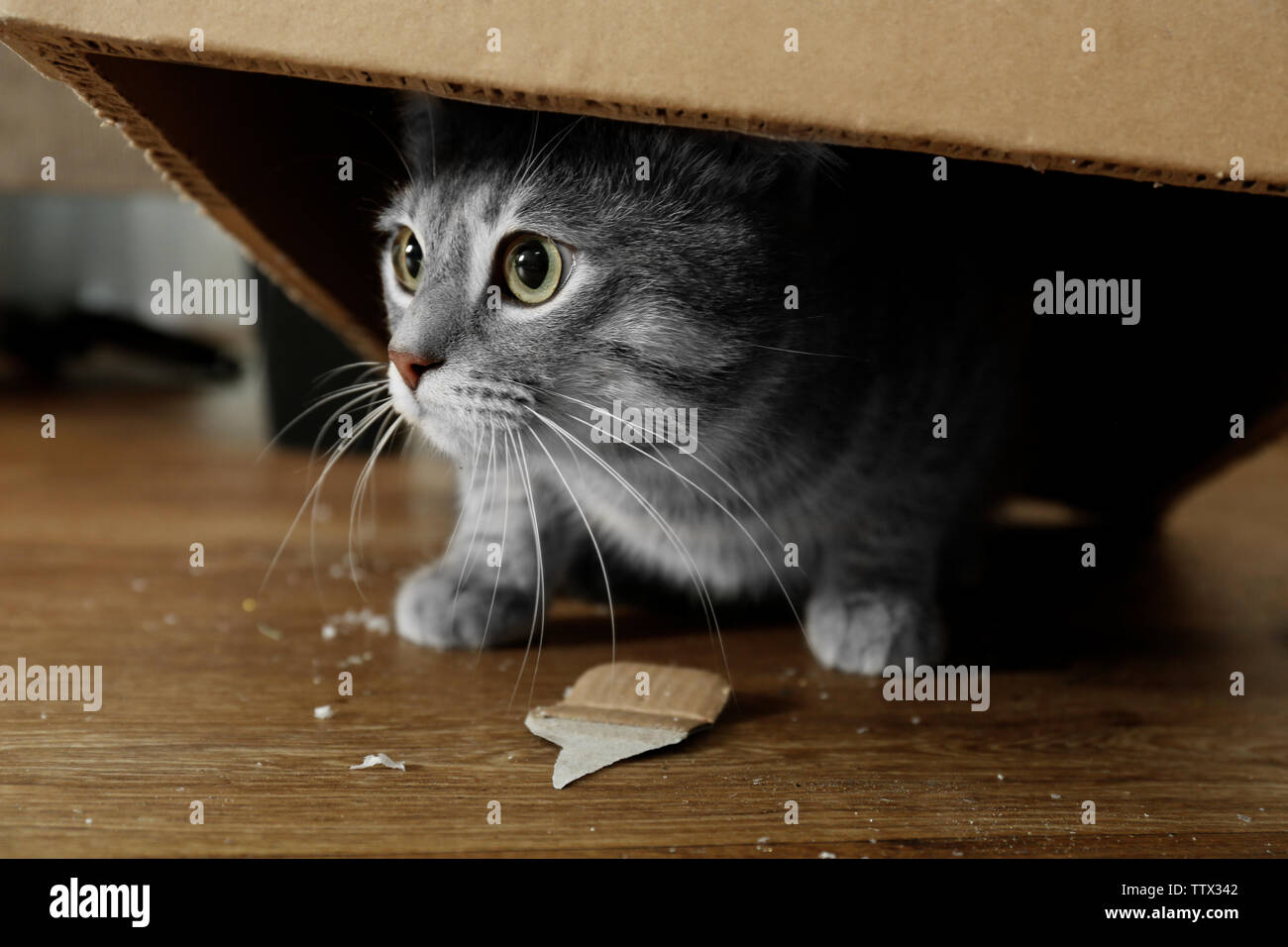 Cute cat under cardboard box Stock Photo - Alamy
