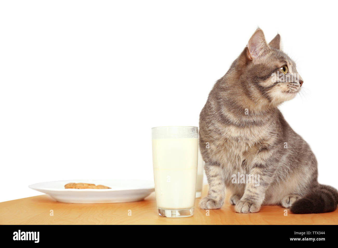 Cute cat drinking milk, closeup Stock Photo - Alamy