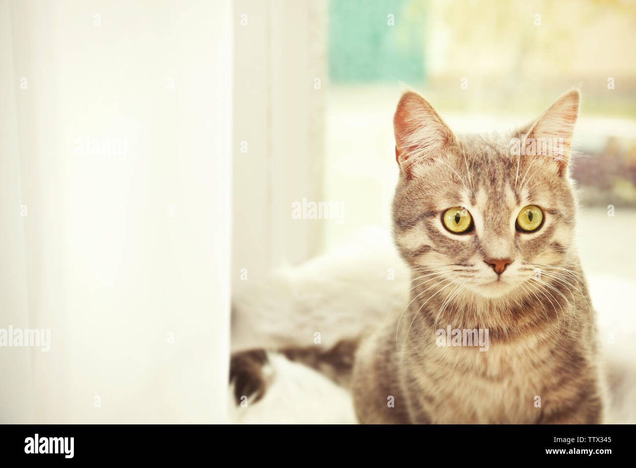 Cute cat on windowsill Stock Photo - Alamy