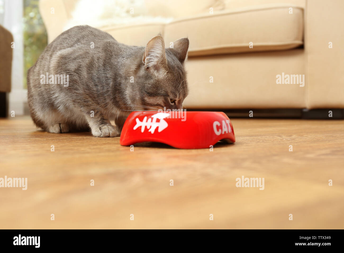 Cute cat eating food at home Stock Photo - Alamy
