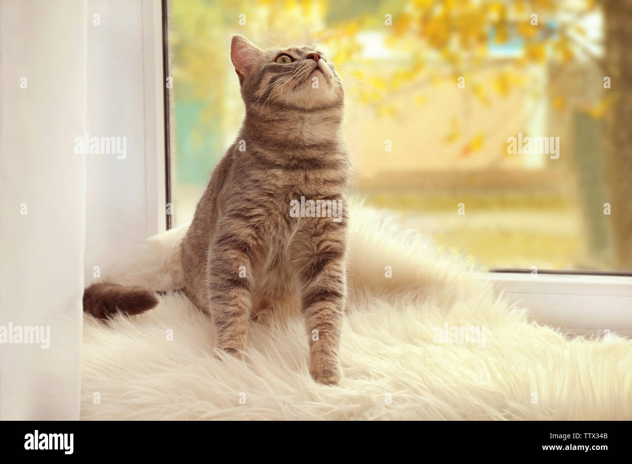 Cute cat on windowsill Stock Photo - Alamy