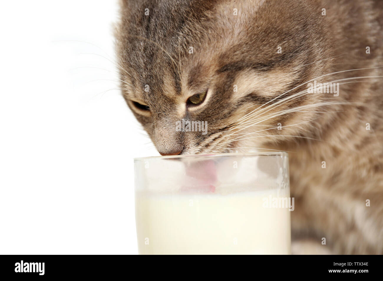 Cute cat drinking milk, closeup Stock Photo - Alamy