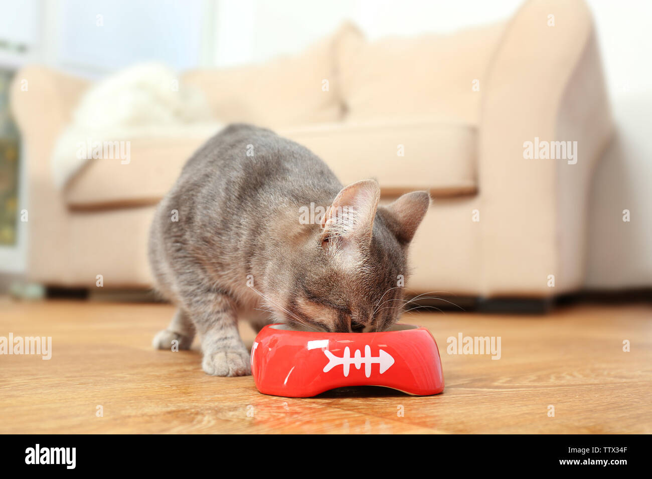 Cute cat eating food at home Stock Photo - Alamy