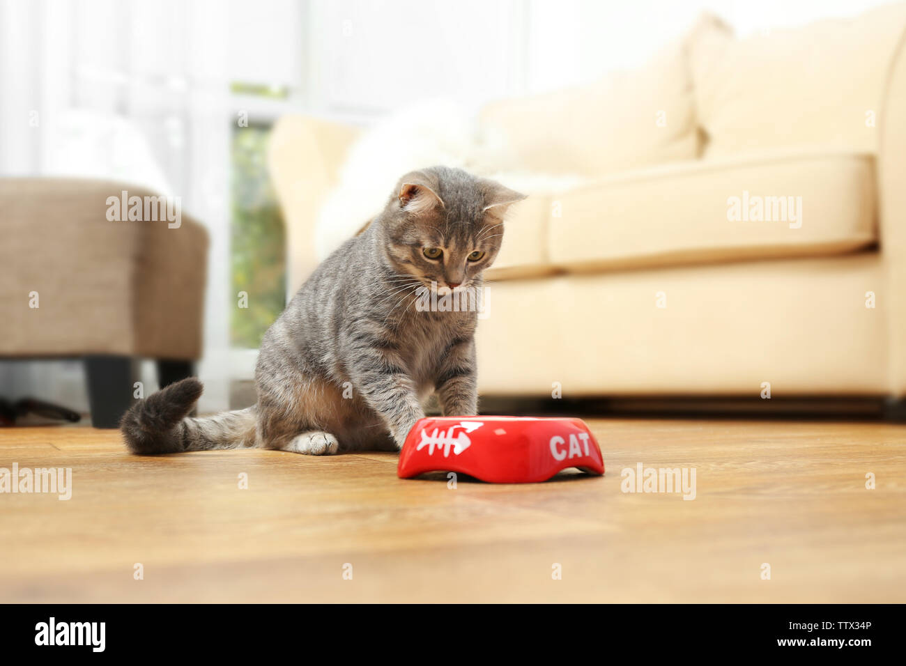 Cute cat eating food at home Stock Photo - Alamy