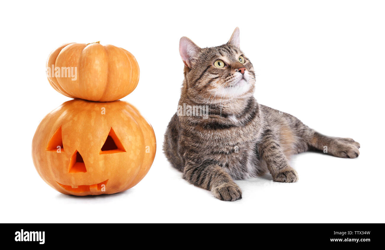 Cute cat pumpkin on Cut Out Stock Images & Pictures - Alamy