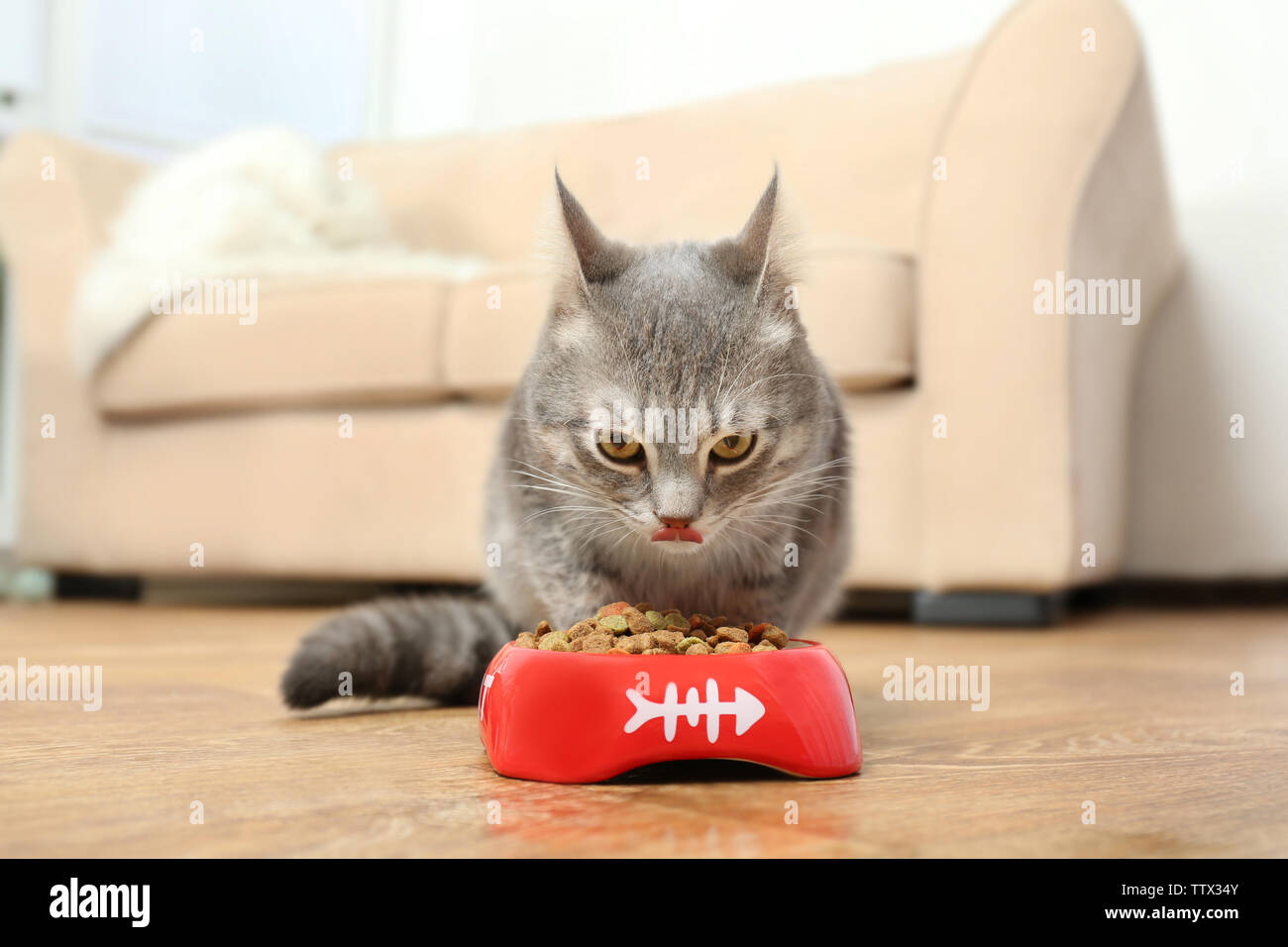Cute cat eating food at home Stock Photo - Alamy