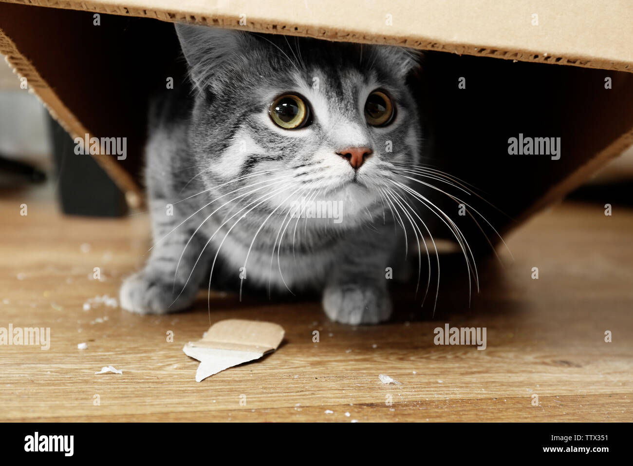 Cute cat under cardboard box Stock Photo - Alamy