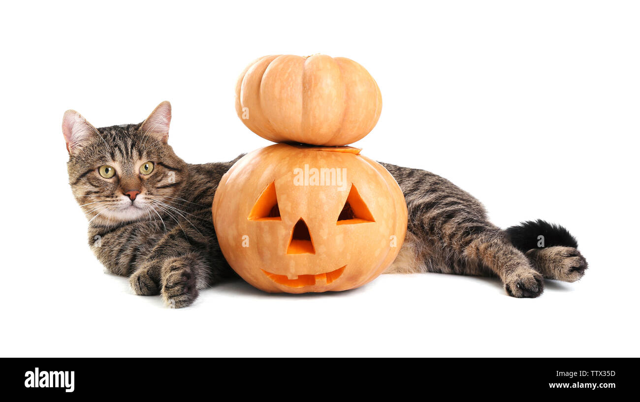 Cute tabby cat with Halloween pumpkin on white background Stock Photo ...
