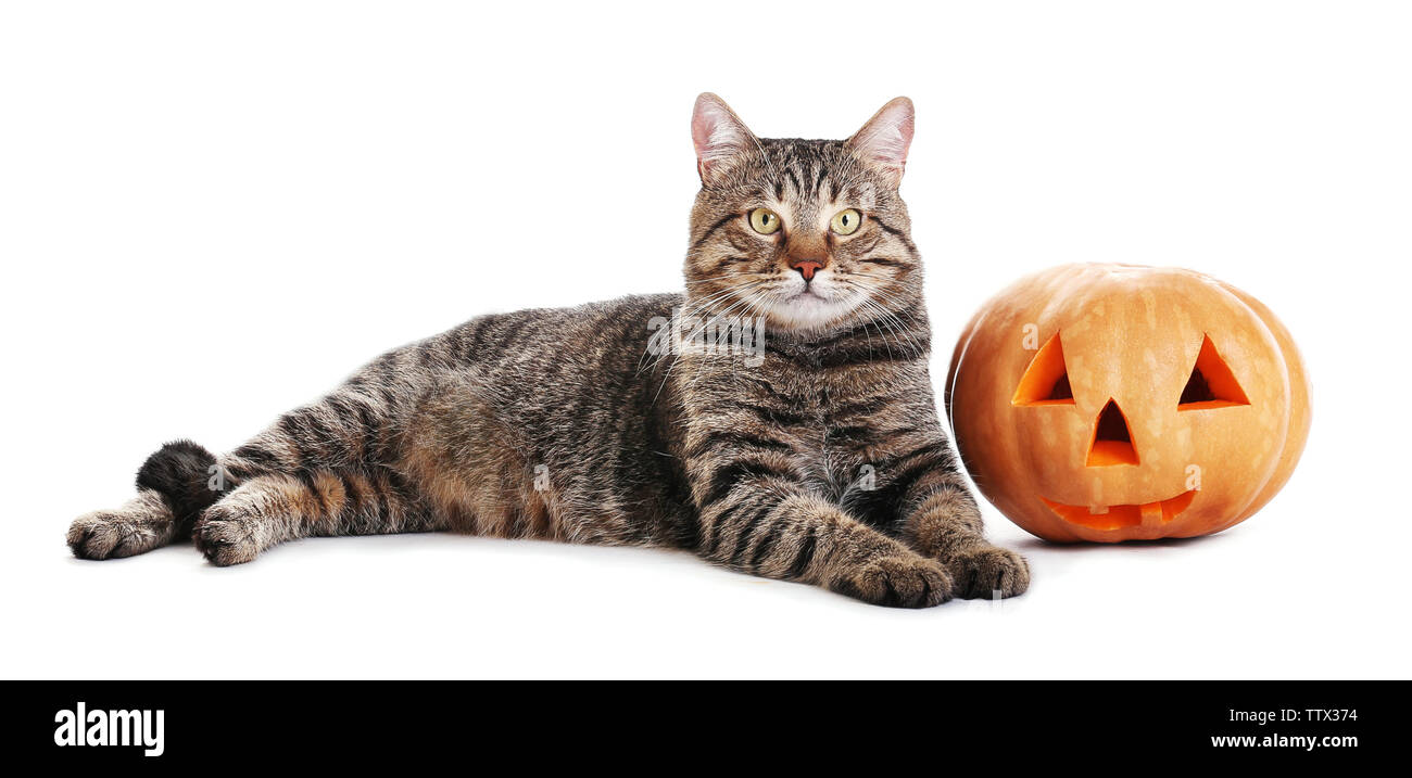 Cute tabby cat with Halloween pumpkin on white background Stock Photo ...