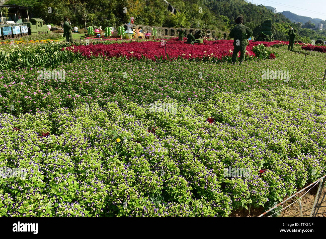 Blue pig's ear floral Stock Photo - Alamy