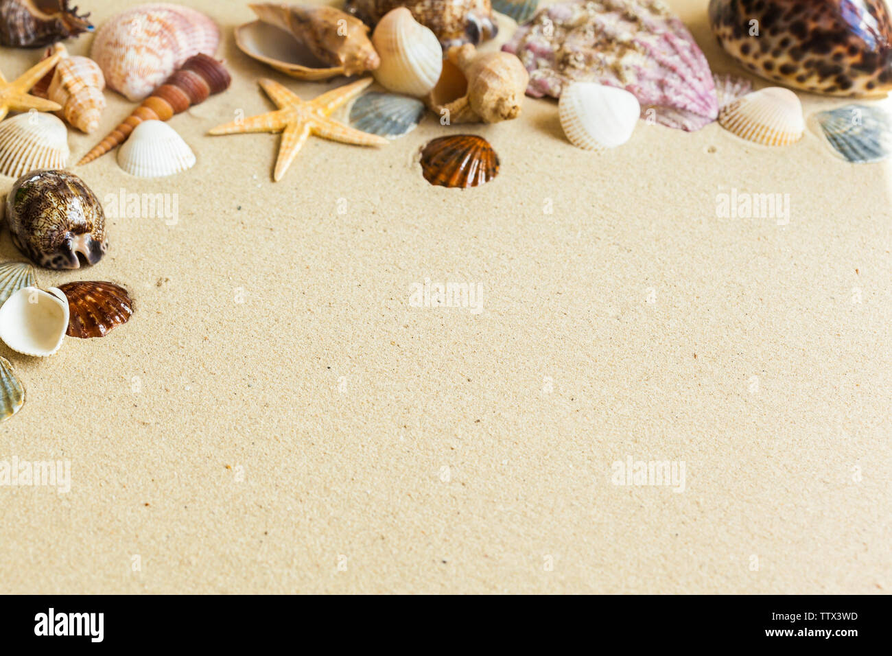 Seashells on the beach sand Stock Photo - Alamy