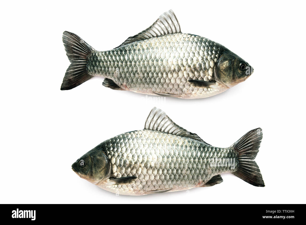 Photo of fishes Cut Out Stock Images & Pictures - Alamy