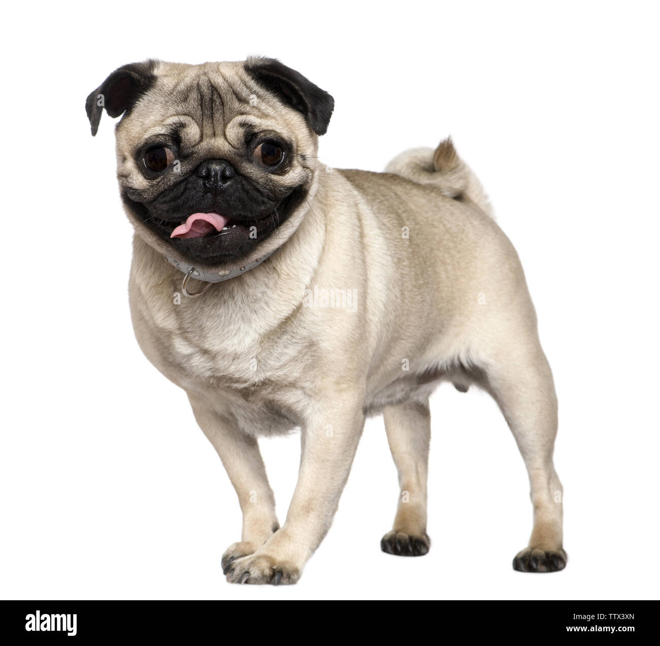 Close up obedient dog Cut Out Stock Images & Pictures - Alamy