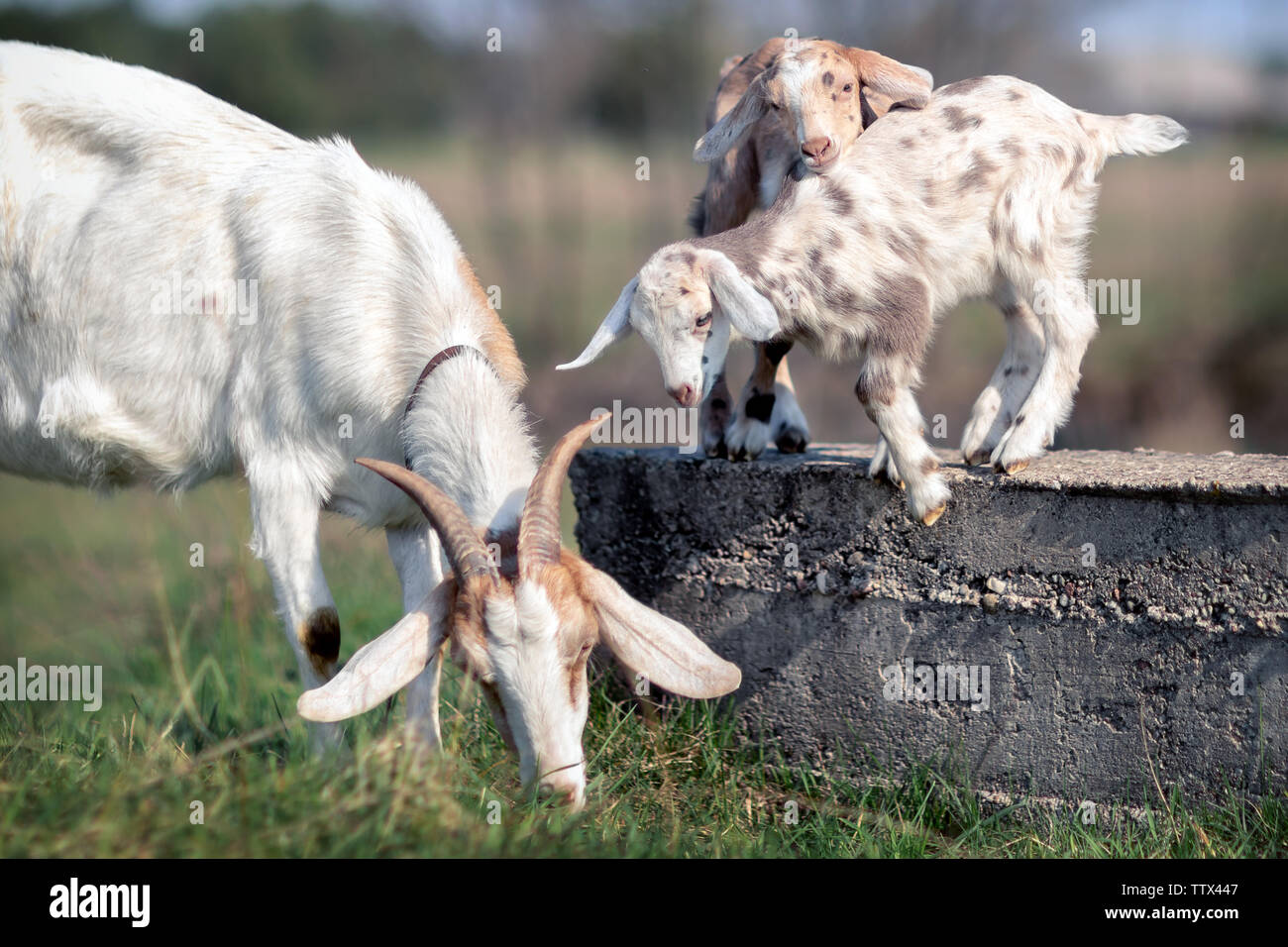 Two goat hi-res stock photography and images - Alamy