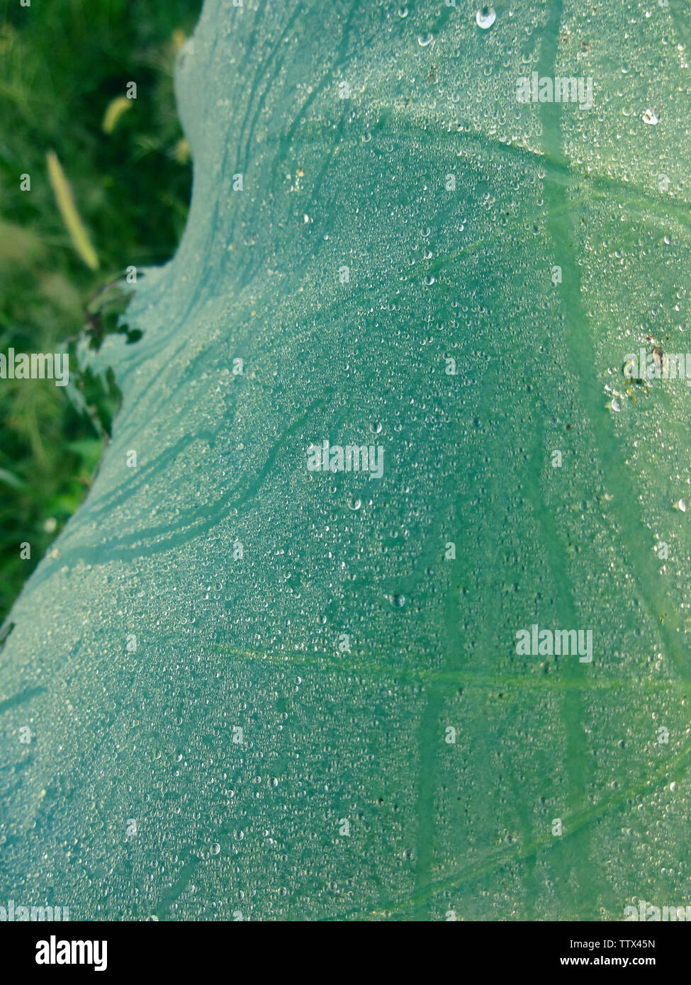 The dew and marks on the lotus leaves in the morning Stock Photo - Alamy
