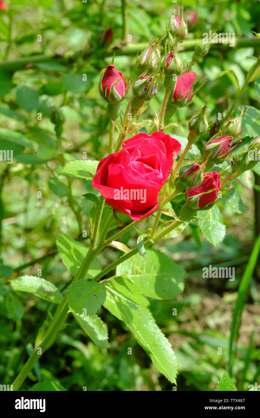 Rambling rose garden hi-res stock photography and images - Alamy