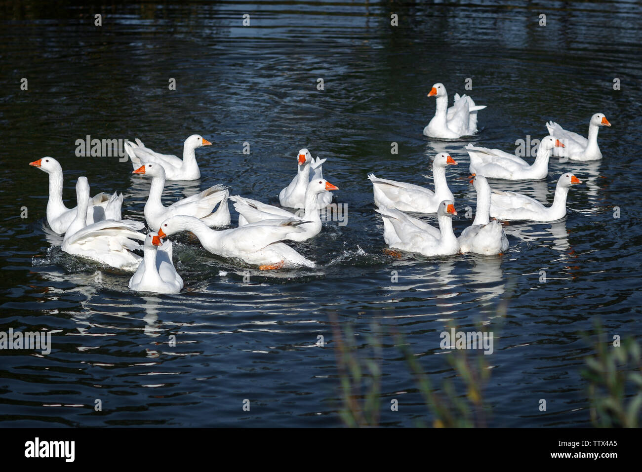 The white goose swimming in the dark blue water mere Stock Photo - Alamy
