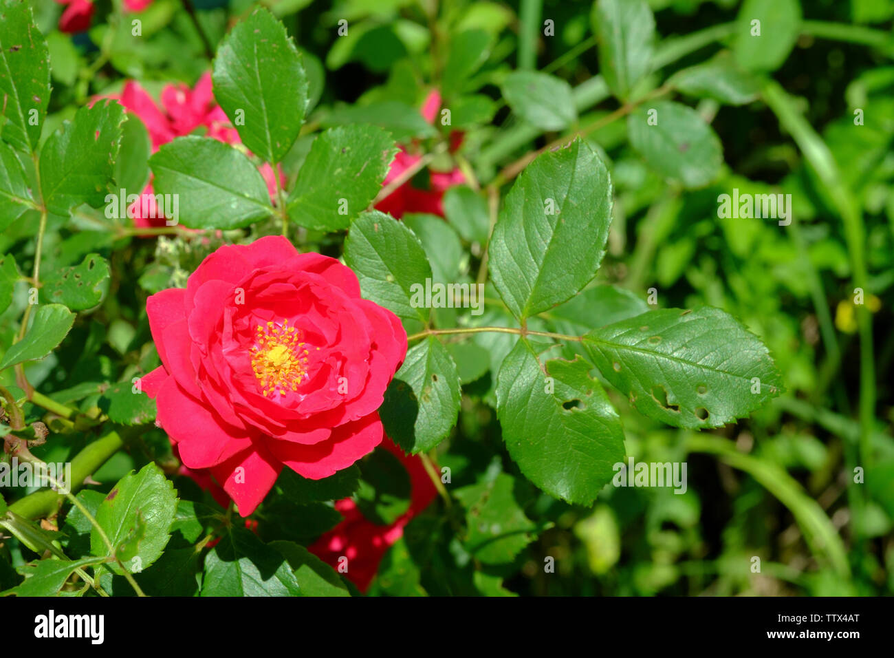 Rambling rose garden hi-res stock photography and images - Alamy