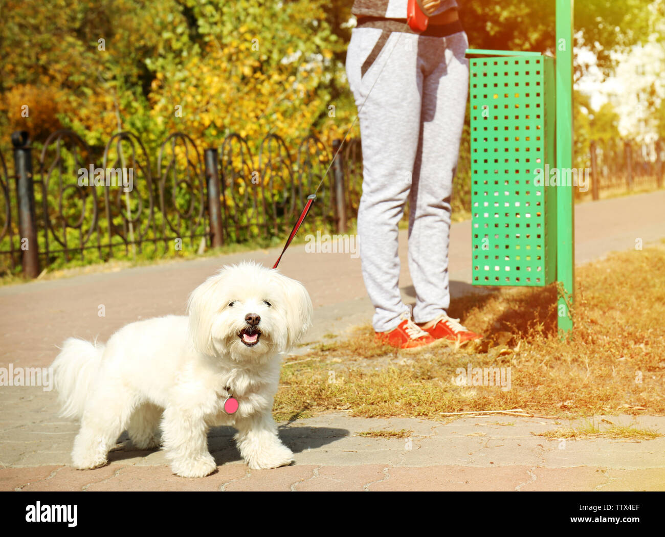 Woman walking with dog and throwing poo in container Stock Photo - Alamy