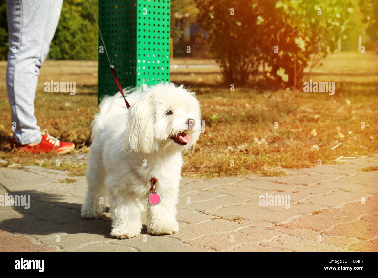 Woman walking with dog and throwing poo in container Stock Photo - Alamy